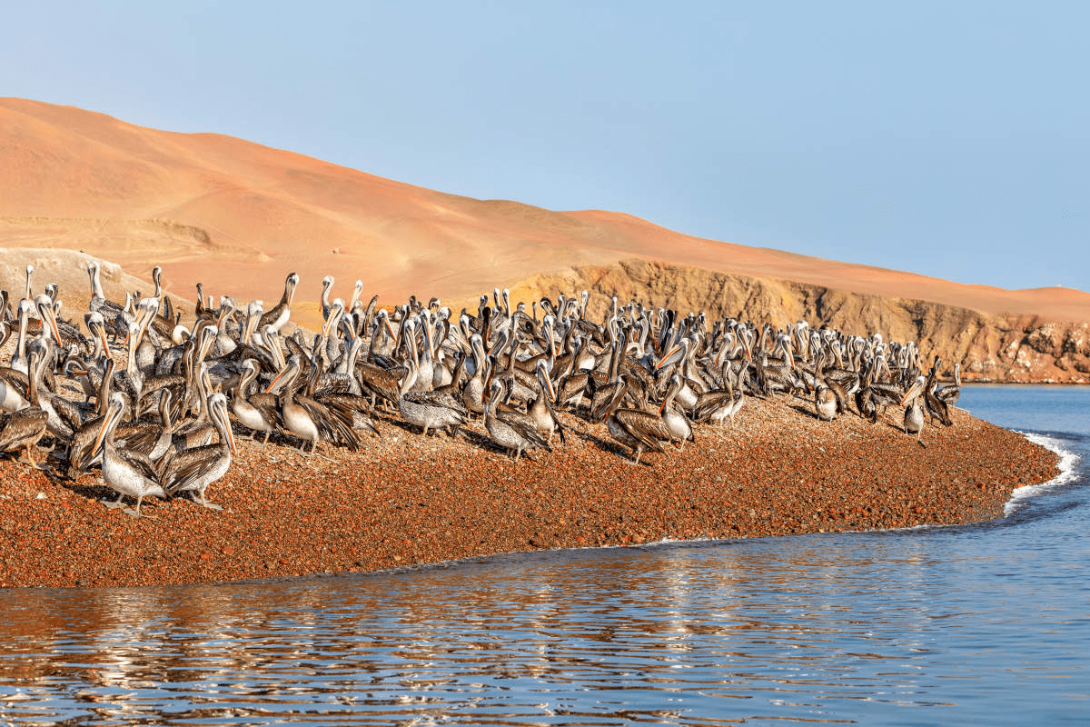 Blog - Conocer el Perú - Ciudad de Pisco (Ica) | eMarket Perú