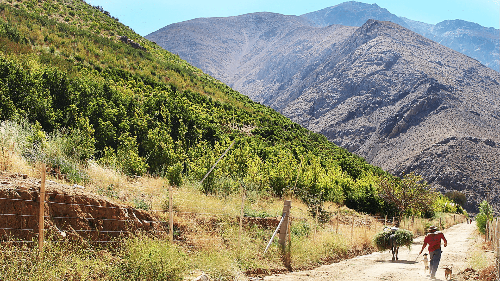 Blog - Conocer el Perú - Ciudad de Pisco (Ica) | eMarket Perú